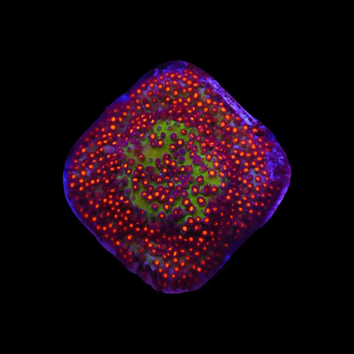 Candy Apple Stylocoeniella for Sale | Intense Red Encrusting SPS ...