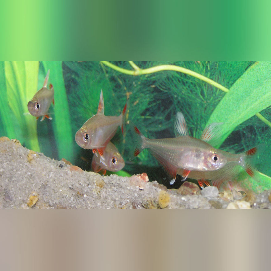 Tetras – Page 6 – AquariumFish.com
