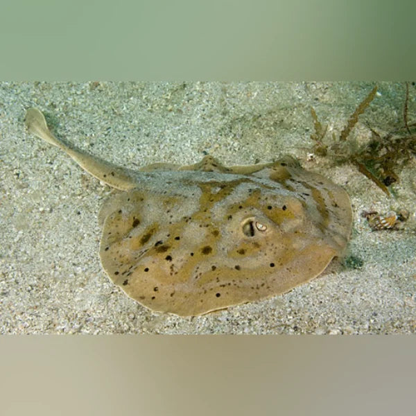 Cortez Stingray For Sale | Expert-Only Venomous Ray Care – AquariumFish.com