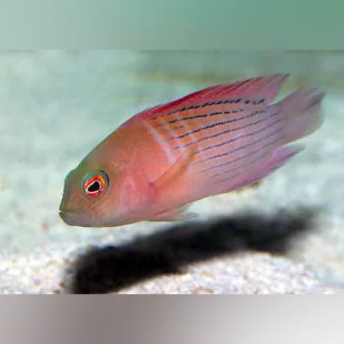 Dampiera Dottyback Grouper For Sale | 9-Inch Firetail Devil – AquariumFish.com