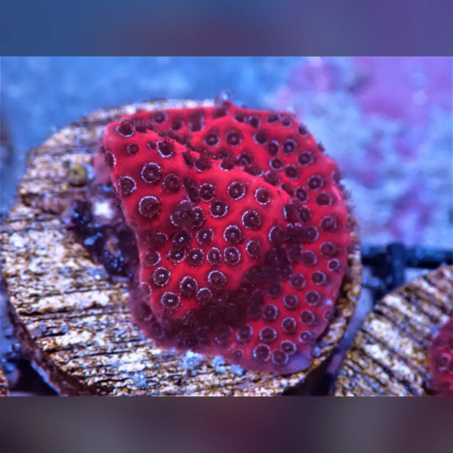 Darth Maul Porites for Sale | High-Contrast Red Porites – AquariumFish.com