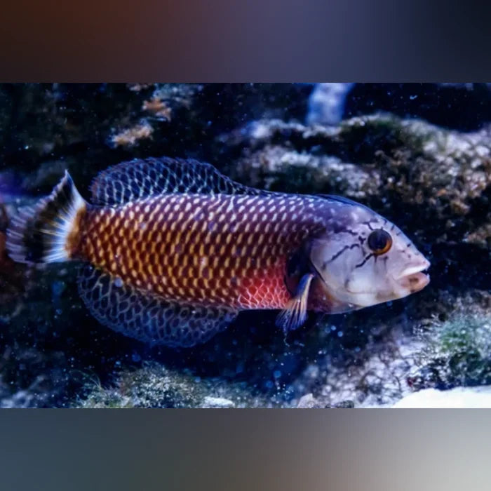 Dragon Wrasse for Sale | Juvenile Reindeer Wrasse – AquariumFish.com