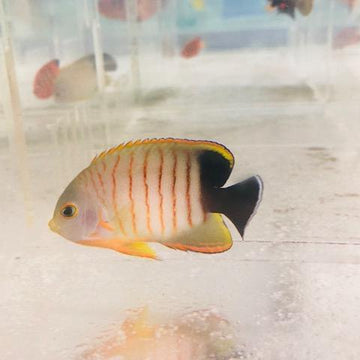Saltwater Specials – AquariumFish.com