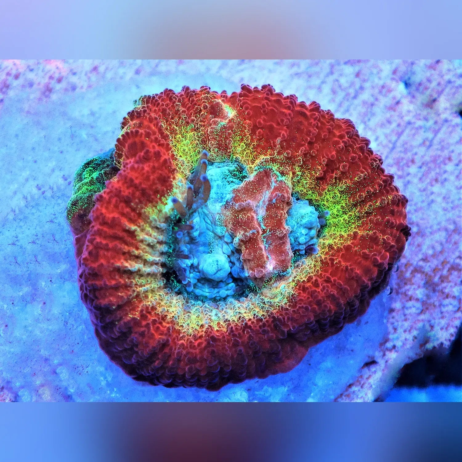 Emerald Rainbow Favia for Sale | Neon Green Base Red Center Favia ...