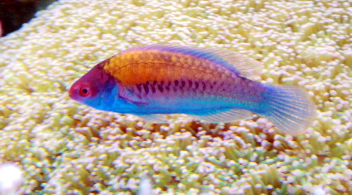 Blue Sided Fairy Wrasse – AquariumFish.com