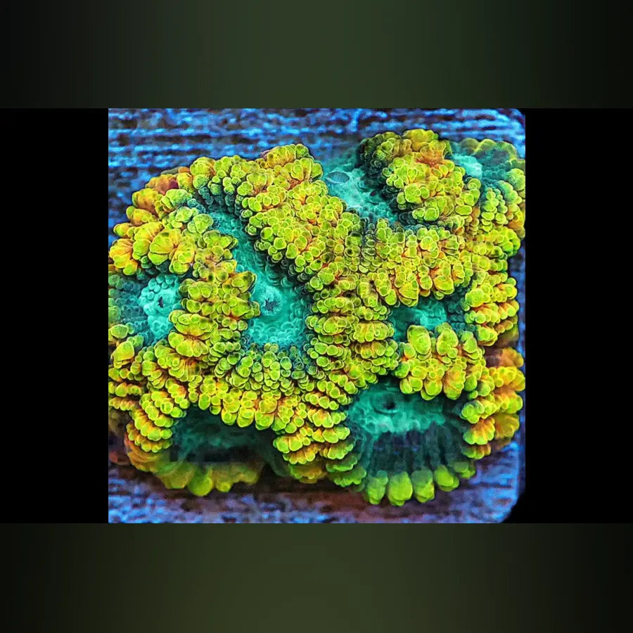 Favia of the Gods for Sale | Blue/Purple Base Green Center Favia ...