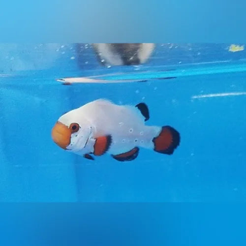 Flurry Clownfish – AquariumFish.com