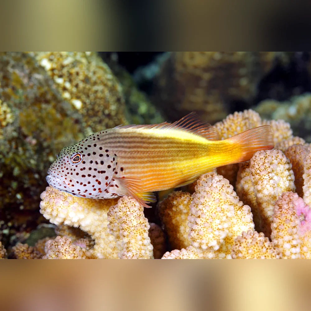 Freckled Hawkfish for Sale | Live Marine Fish – AquariumFish.com