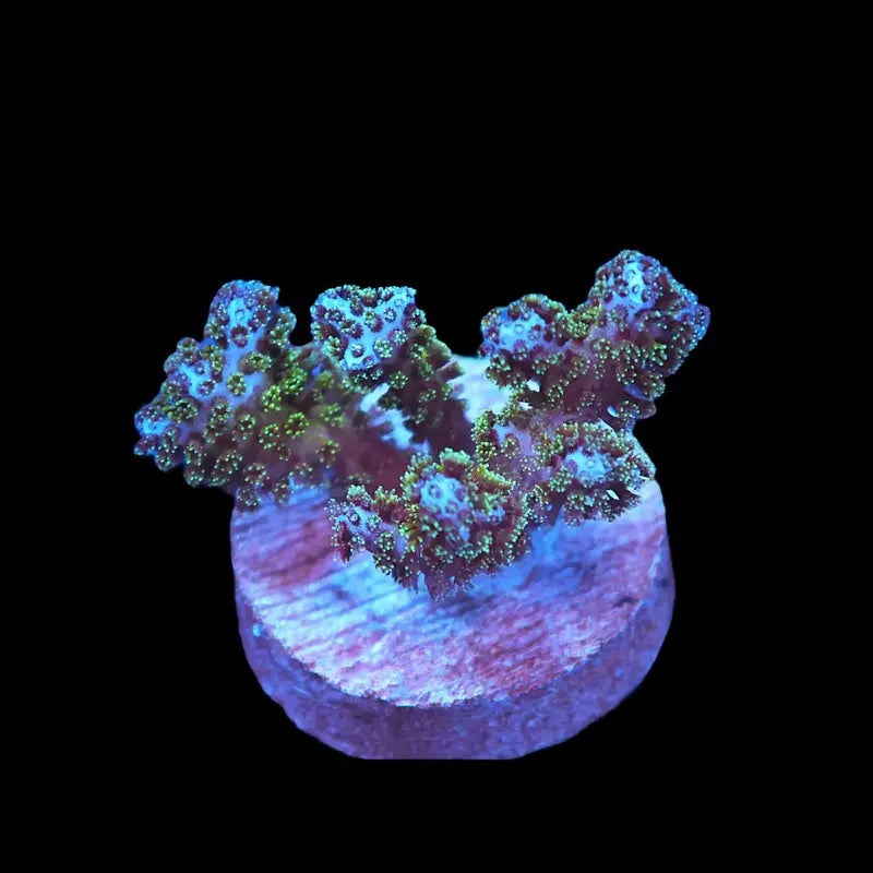 Frozone Pocillopora for Sale | Iconic Icy Blue SPS Coral – AquariumFish.com