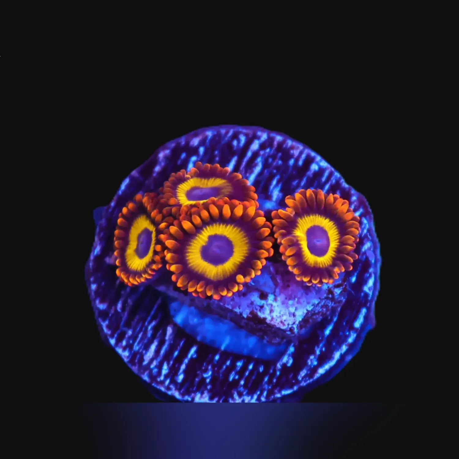 Fruit Loops Zoa for Sale | Iconic Polychromatic Coral Polyp ...