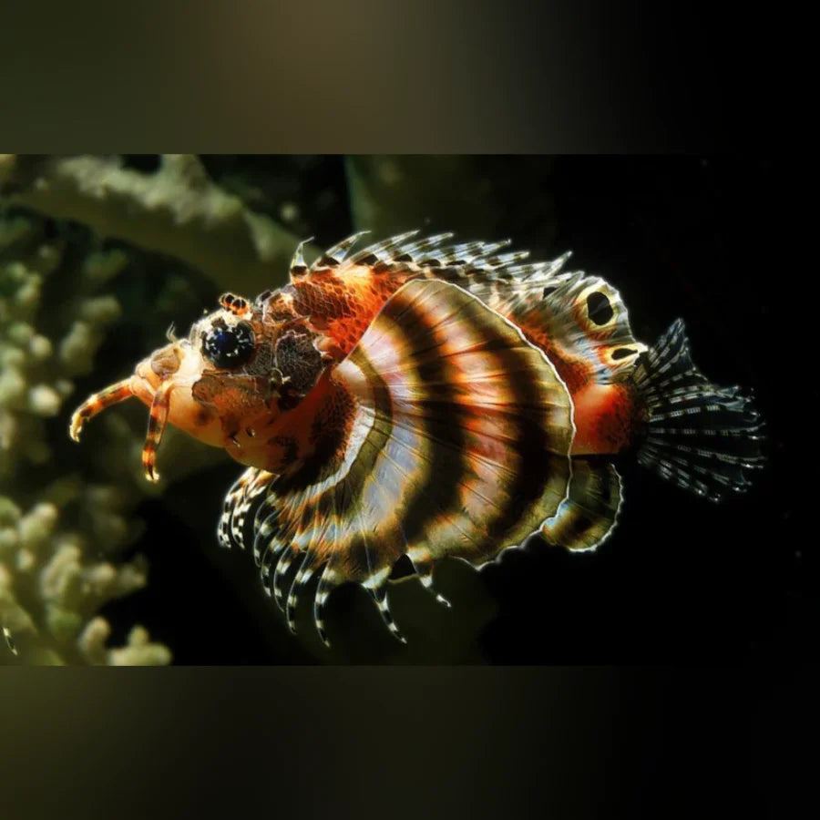Fu Manchu Lionfish for Sale | Shy, Unique Dwarf Predator – AquariumFish.com