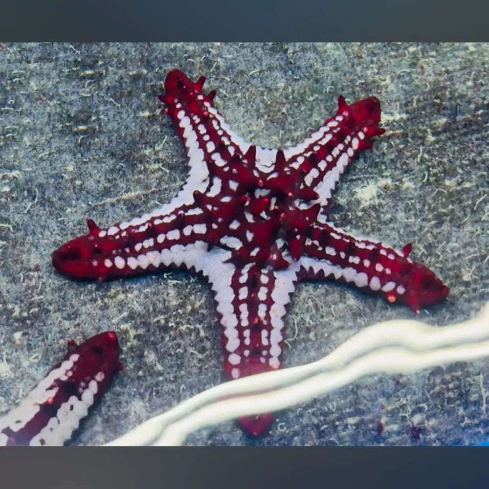 General Starfish for sale | The Striking, but Predatory, Centerpiece ...