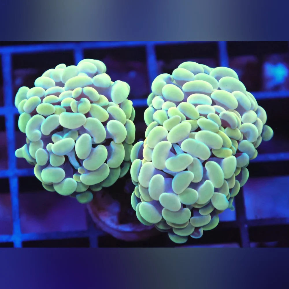 Gold Branching Hammer Coral For Sale | Semi-Aggressive LPS Coral ...