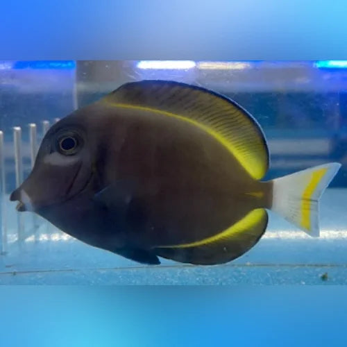 Gold Rim Tang for Sale | Live Saltwater Fish – AquariumFish.com