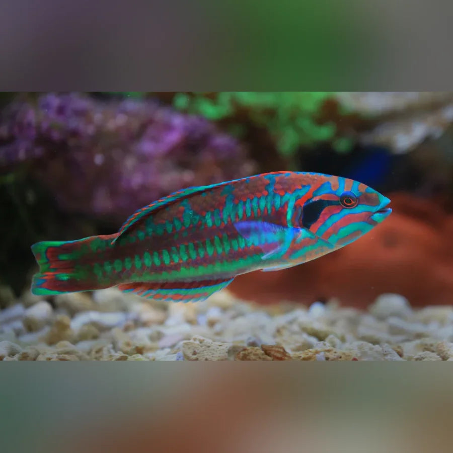 Green Christmas Wrasse for sale | Reef Pest Hunter – AquariumFish.com
