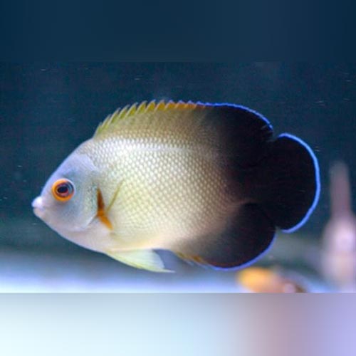 Saltwater Angelfish – Page 3 – AquariumFish.com