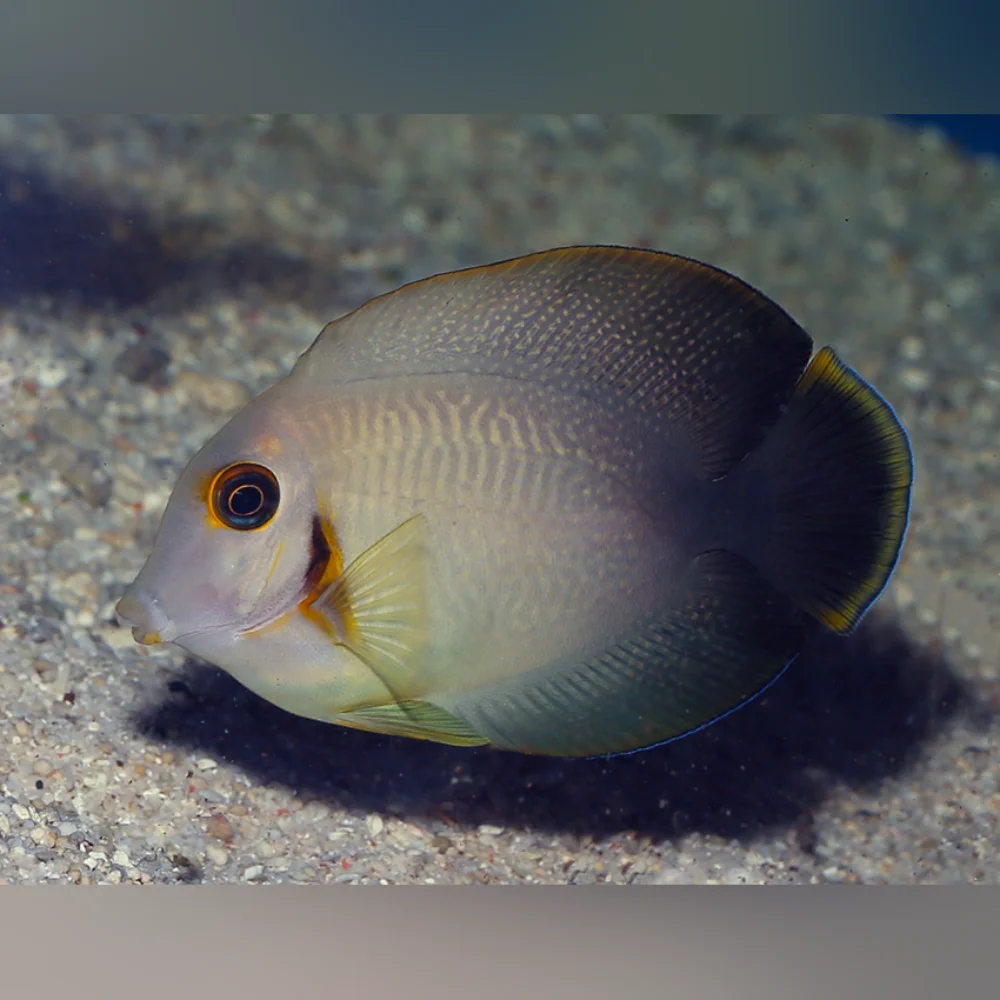 Half Black Mimic Tang for sale | 120 Gallon Reef – AquariumFish.com