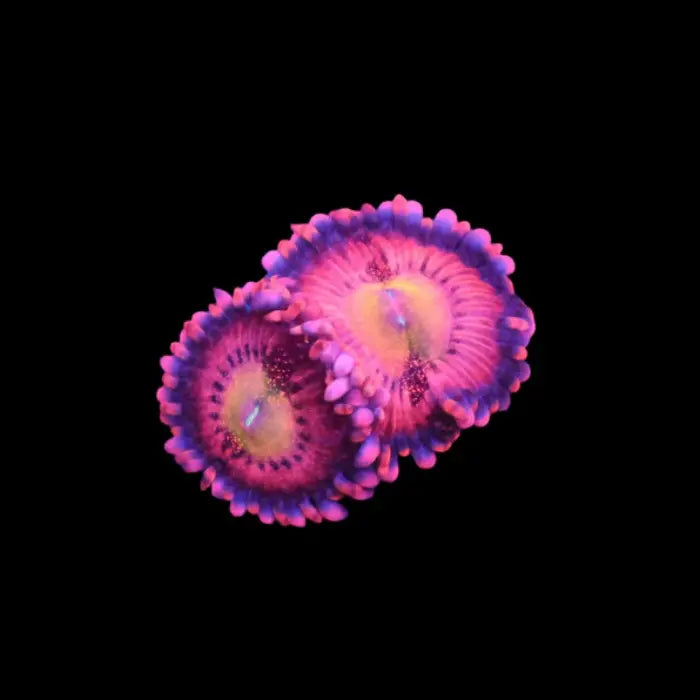 Halle Berry Zoa for Sale | Iconic Black and Red Colonial Polyp ...