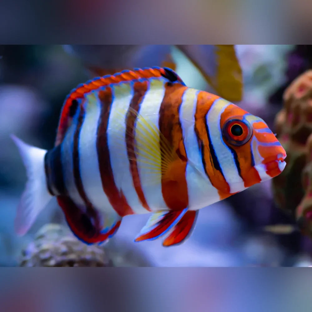 Harlequin Tuskfish for Sale | Live Saltwater Fish – AquariumFish.com