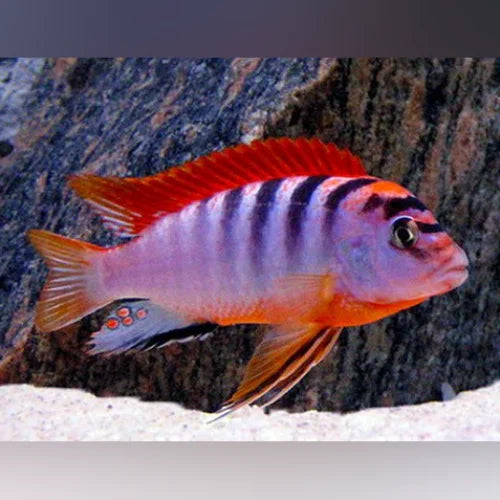Hongi Cichlid – AquariumFish.com
