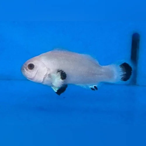 Ice Storm Clownfish for Sale | Designer Clownfish – AquariumFish.com
