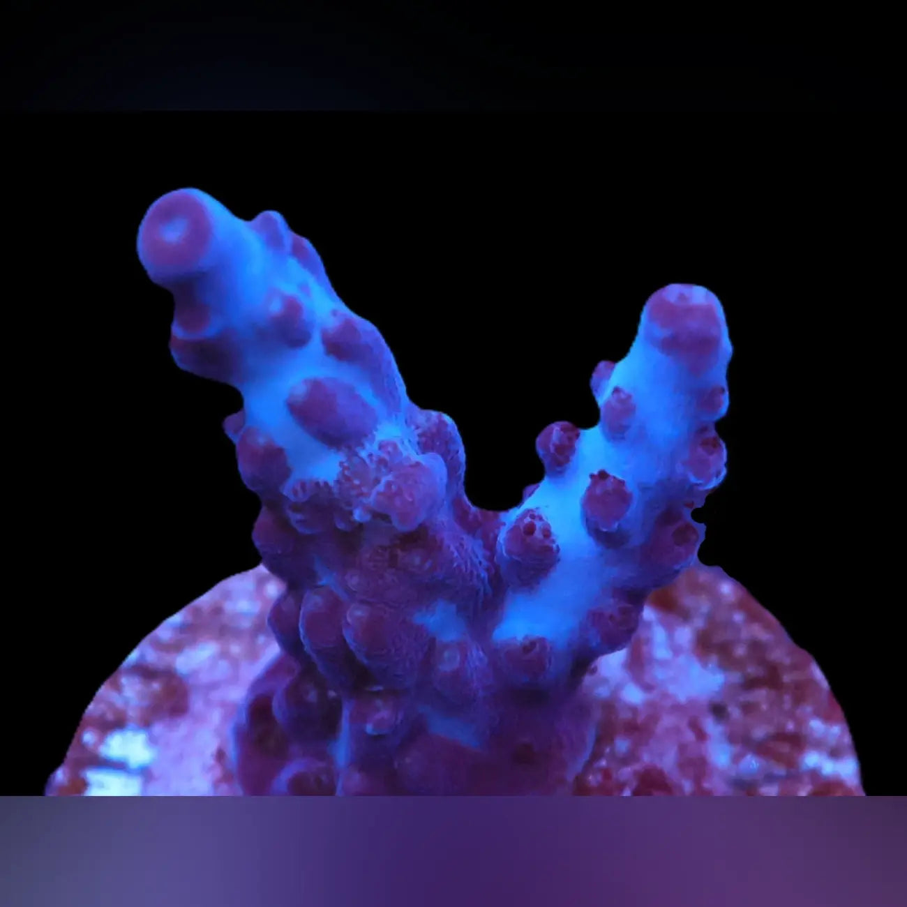 Indo Queen Acropora for Sale | Rare Blue and Green Collector Coral ...