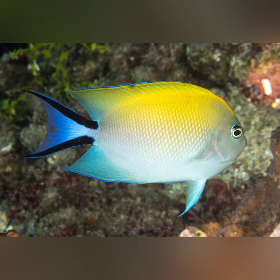 Japanese Swallowtail Angelfish for sale | Reef Safe Genicanthus Angel ...