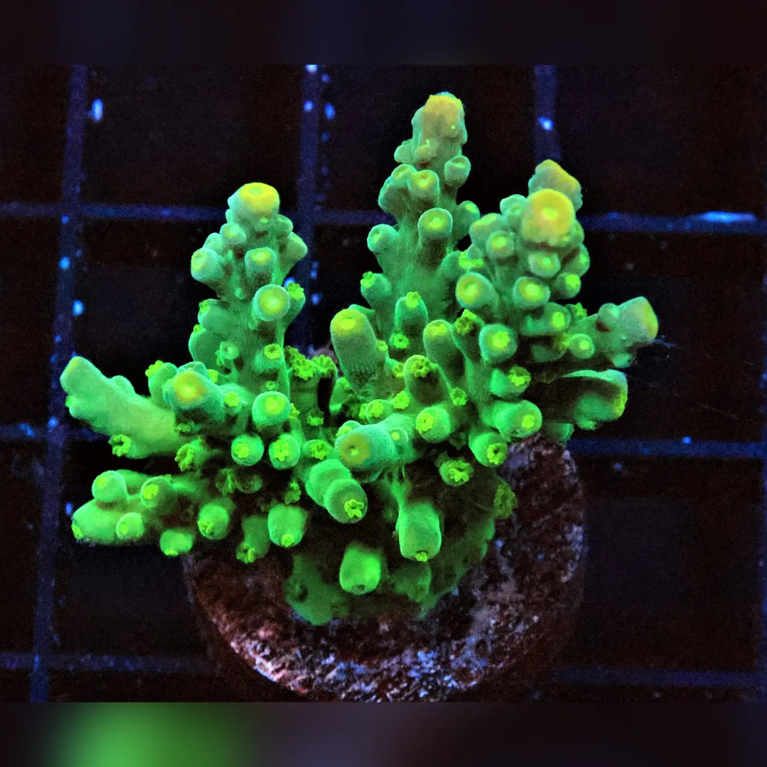 Kermit the Frog Tort Acropora for Sale | Iconic Green Tortuosa ...