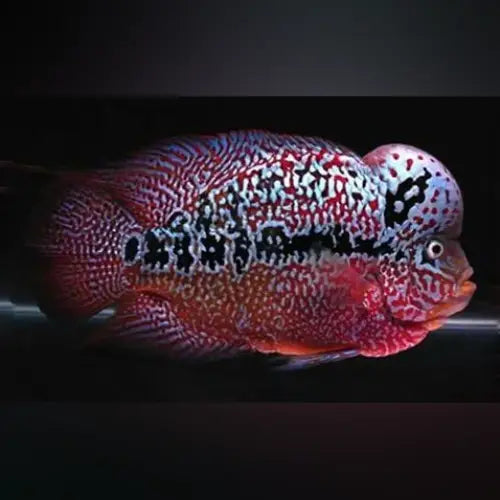 King Kamfa Flowerhorn – AquariumFish.com