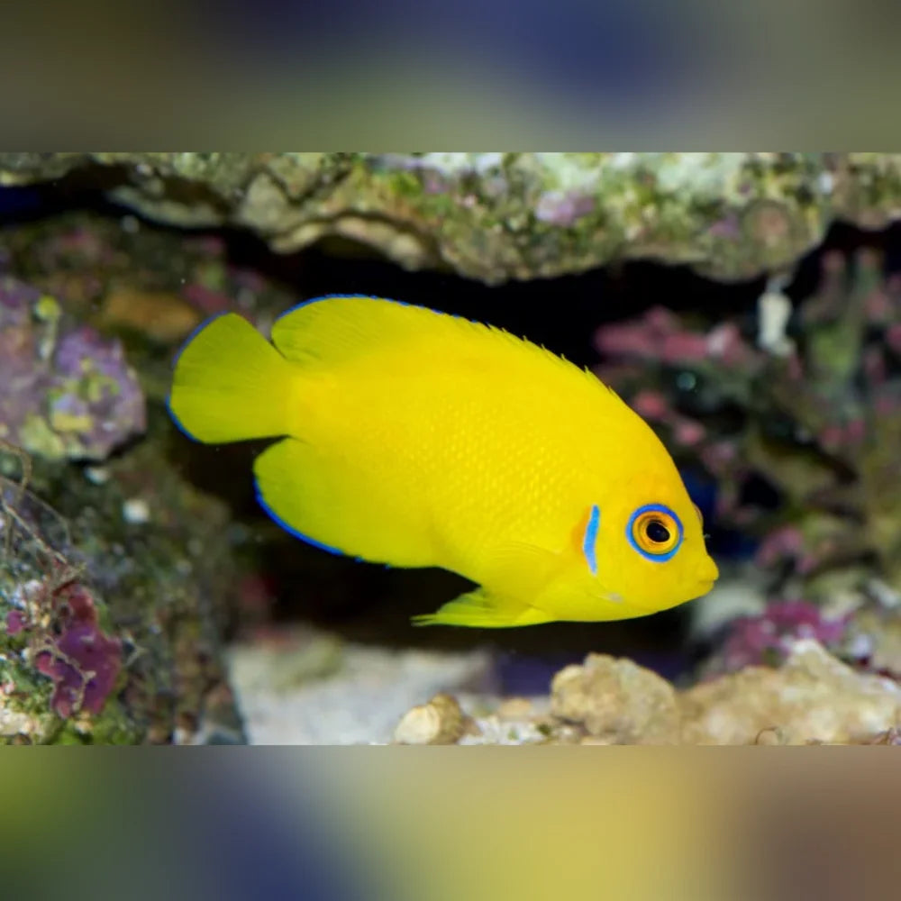 Lemonpeel Angelfish for Sale | Live Saltwater Fish – AquariumFish.com