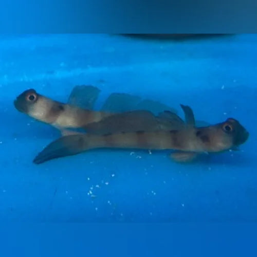 Banded Goby for Sale | Live Marine Fish – AquariumFish.com