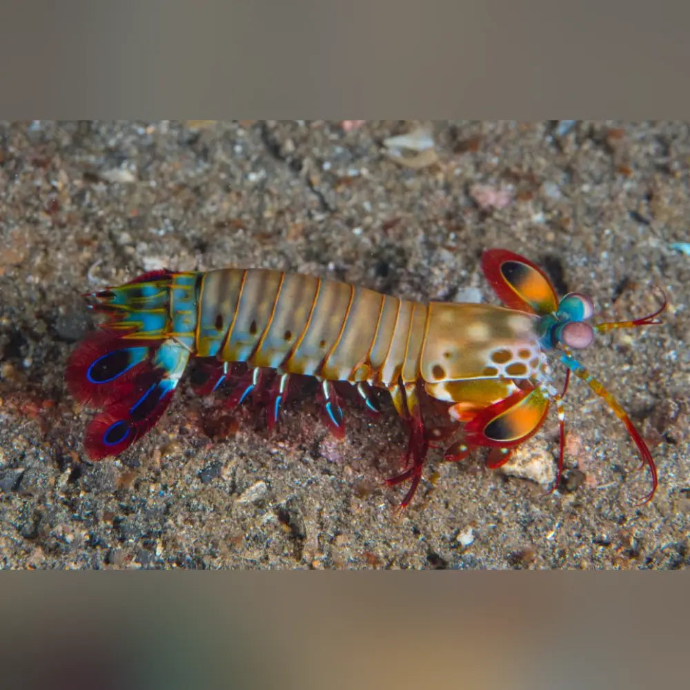 Mantis Shrimp for Sale | The Spearer Predator – AquariumFish.com