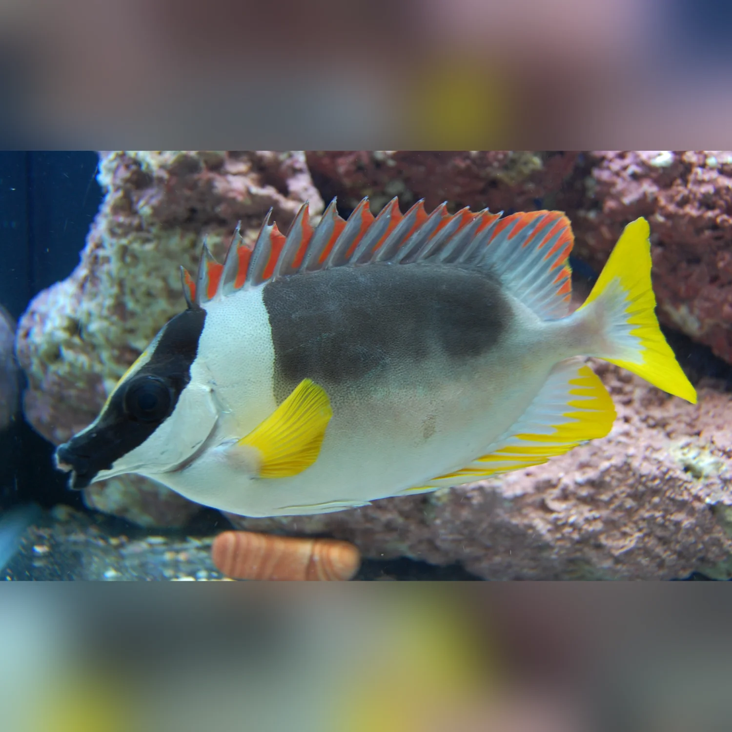Metallic Foxface Rabbitfish for Sale | Live Marine Fish – AquariumFish.com