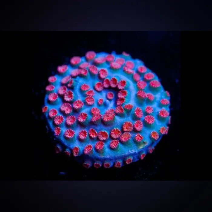 Meteor Shower Cyphastrea for Sale | Iconic Blue Base Red Polyp ...