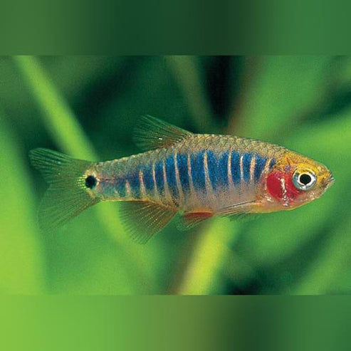 Micro Tiger Rasbora (school of 5) – AquariumFish.com