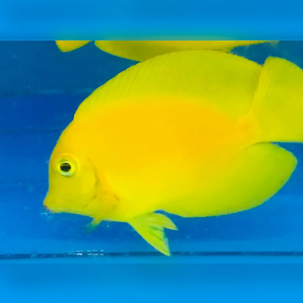 Chocolate Yellow Mimic Tang for Sale | Live Algae Grazer – AquariumFish.com