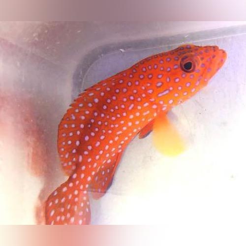 Miniatus Grouper | Brilliant Red & Blue Spotted FOWLR Fish ...