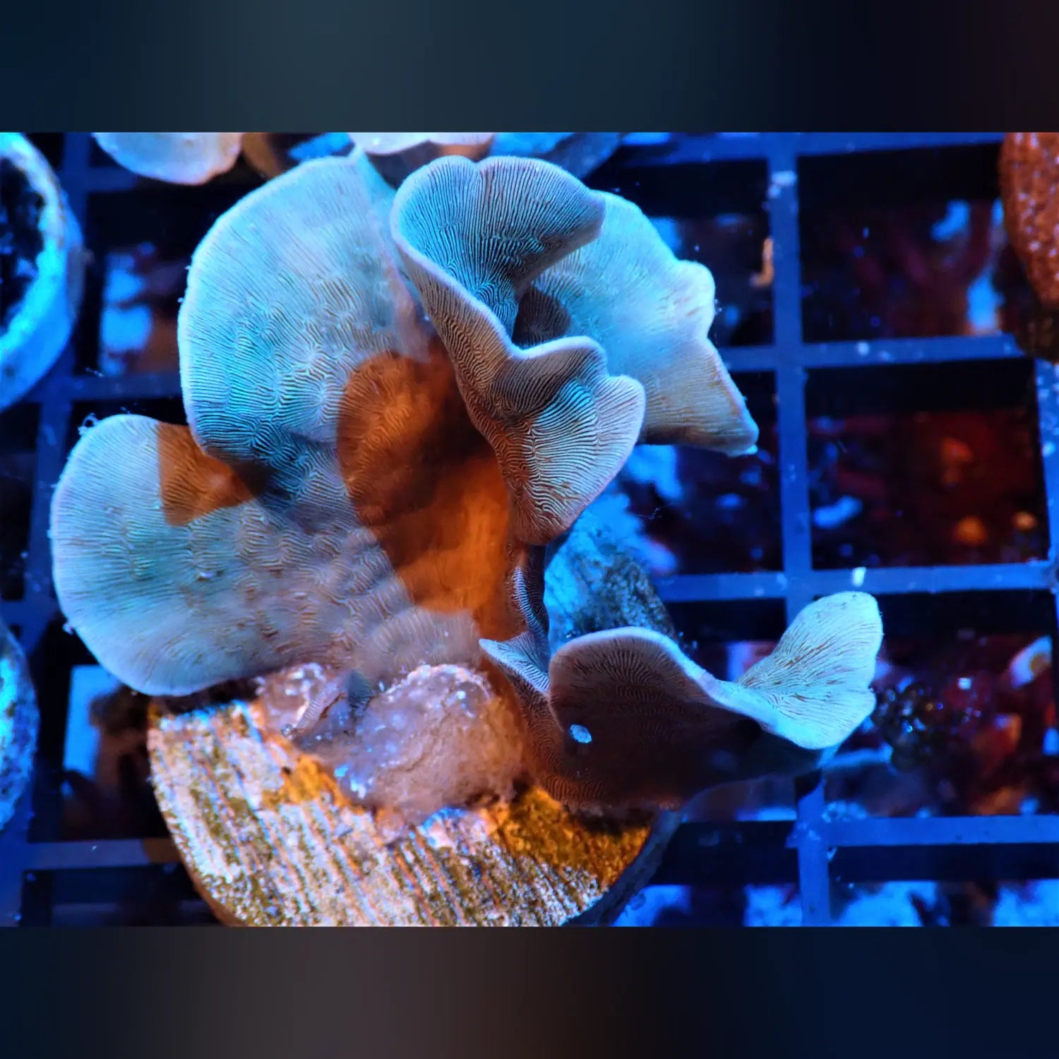 Mint Chip Pavona for Sale | Highly Fluorescent Cactus Coral ...