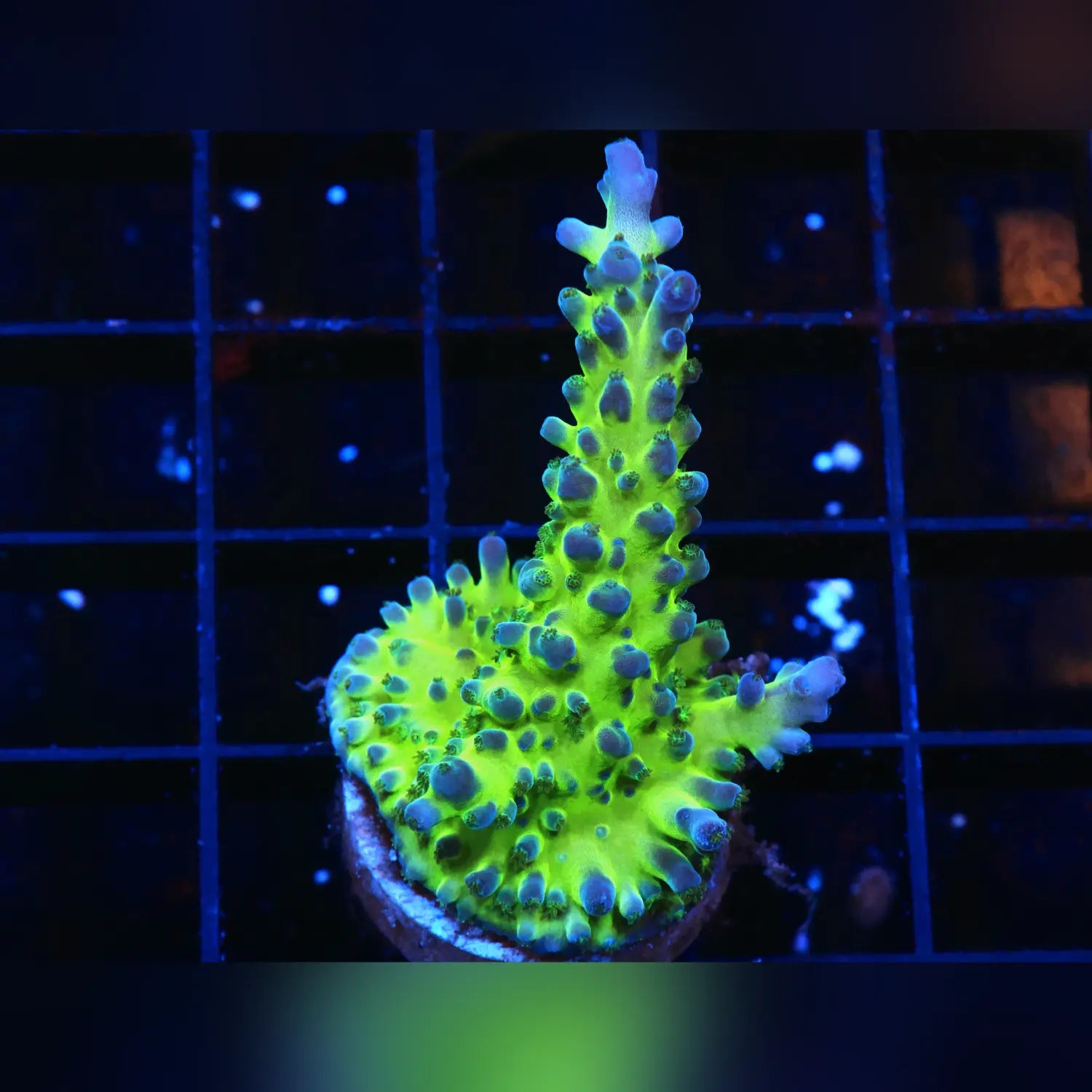 Miyagi Tort Acropora for Sale | Iconic Green and Blue Tortuosa ...
