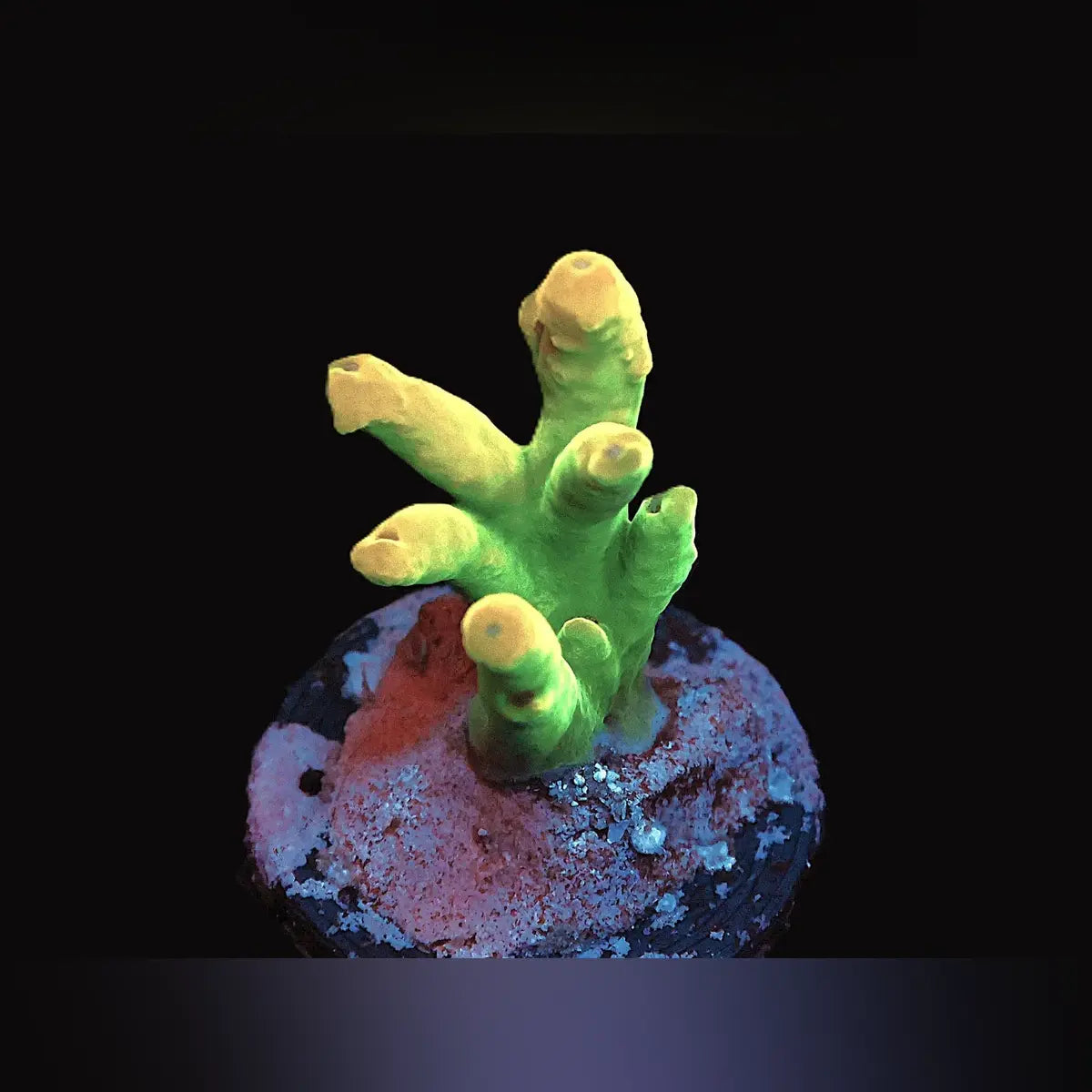 Moons of Jupiter Acropora for Sale | Purple & Yellow Bottlebrush ...
