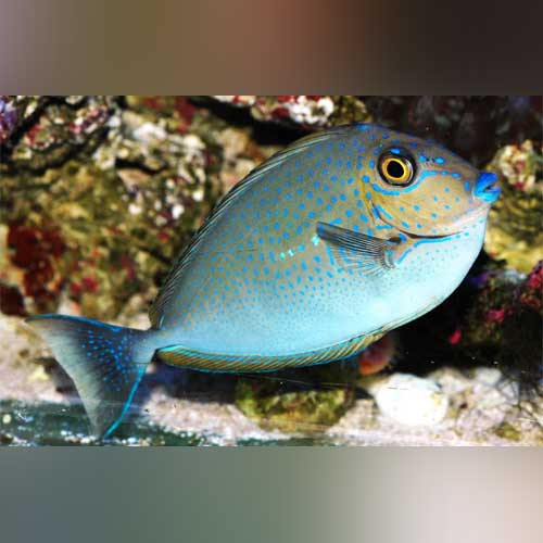 Vlamingi Tang for Sale | Live Marine Fish – AquariumFish.com