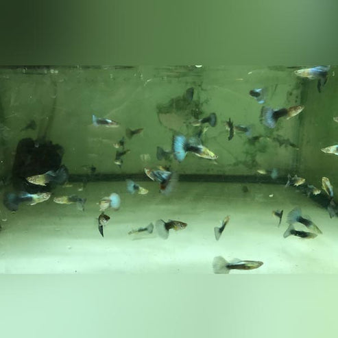 Neon Blue Tuxedo Guppies for sale – AquariumFish.com
