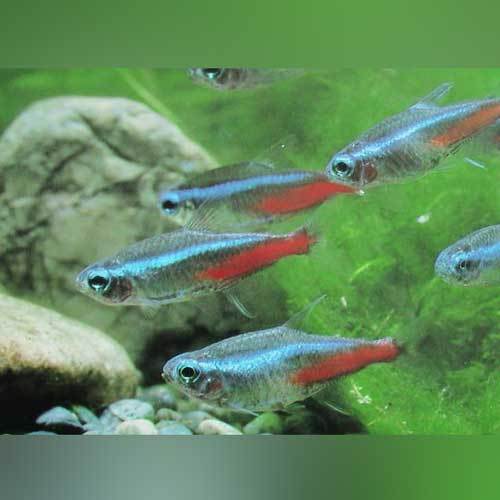 Freshwater Nano Tank Fish – AquariumFish.com
