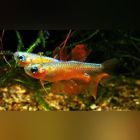 Paskai Blue-eye Rainbowfish (school of 5) – AquariumFish.com