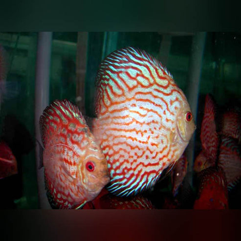 Pigeon Blood Discus for sale – AquariumFish.com