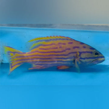 Groupers for Sale | AquariumFish.com
