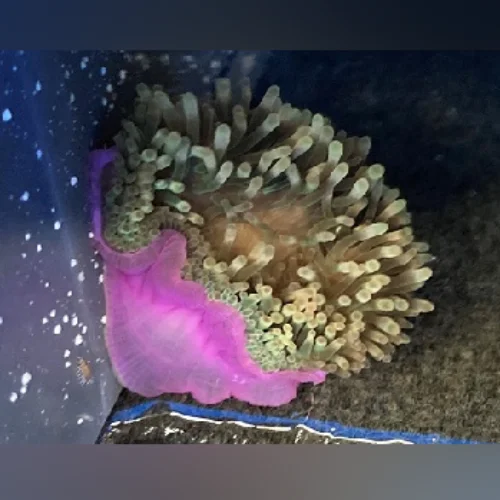 Purple Base Green Bubble Anemone for sale | The Hardy Clownfish Host – AquariumFish.com