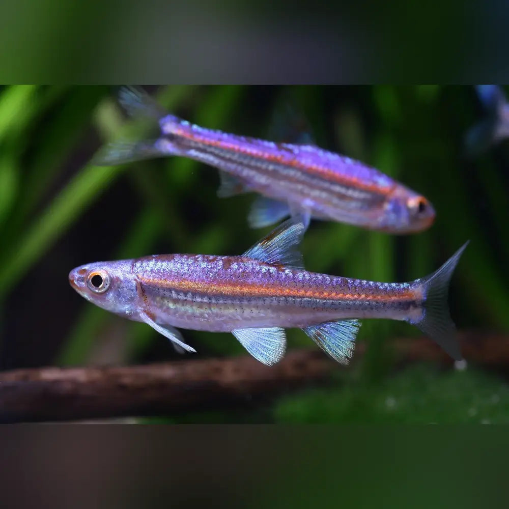 Rainbow Shiner for sale – AquariumFish.com