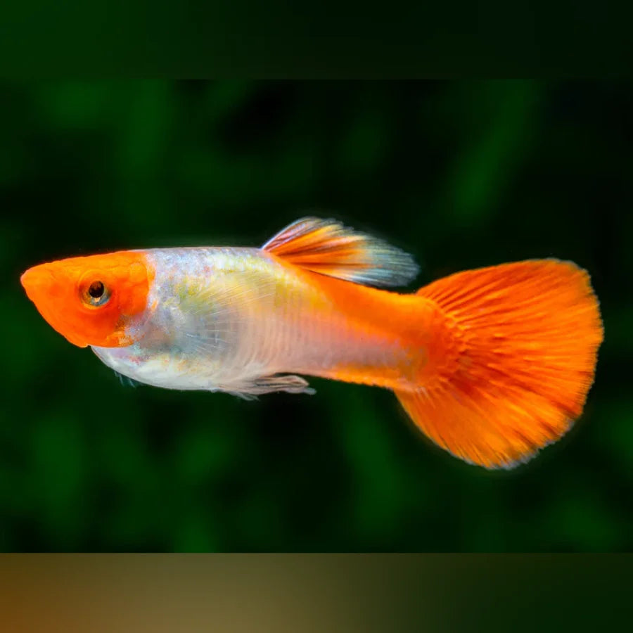 Red Cap Kohaku Guppy - Male – AquariumFish.com