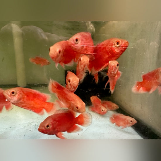 Red Chili Oscar for sale – AquariumFish.com